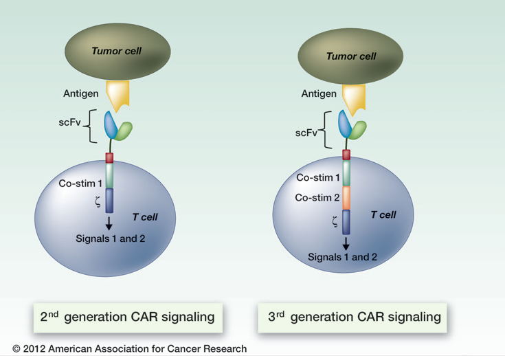 CAR T-Cell Immunotherapy for ALL - National Cancer Institute