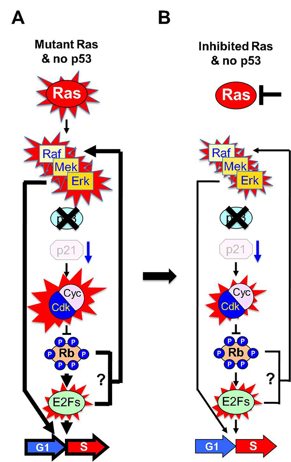 Ras Mitogenic Signaling: p53 Enters the Stage - National Cancer Institute