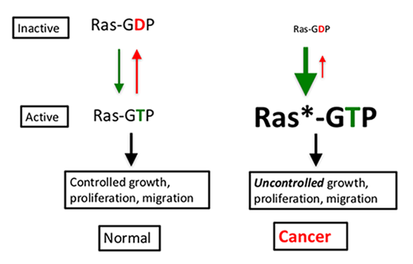 About the RAS Initiative - National Cancer Institute