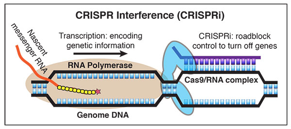 CRISPR Genome Editing - National Cancer Institute