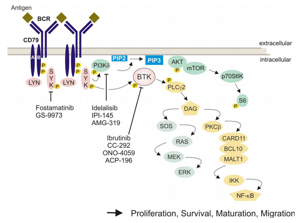 Two Drugs Show Efficacy against Common Form of Leukemia - National ...
