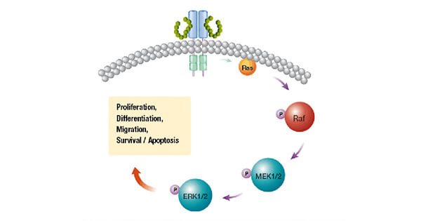 Cobimetinib Approved for Advanced Melanoma - National Cancer Institute