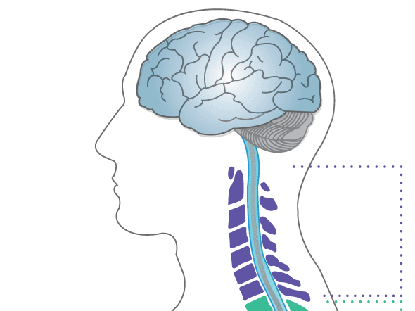 mental spine function