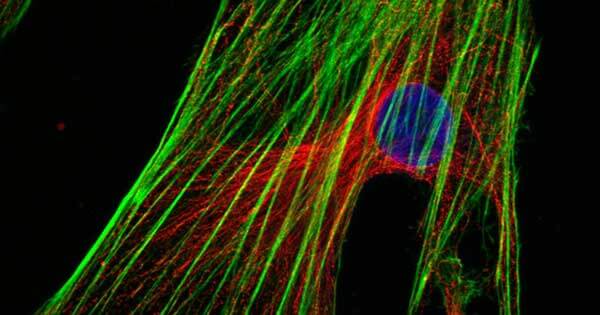 Pembrolizumab Approved for Cervical Cancer, Rare Lymphoma - National ...