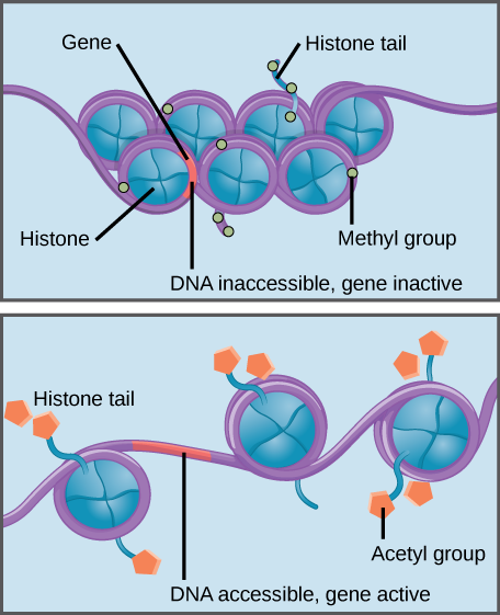 Potential Treatment Strategies for DIPG Brain Tumors - National Cancer ...