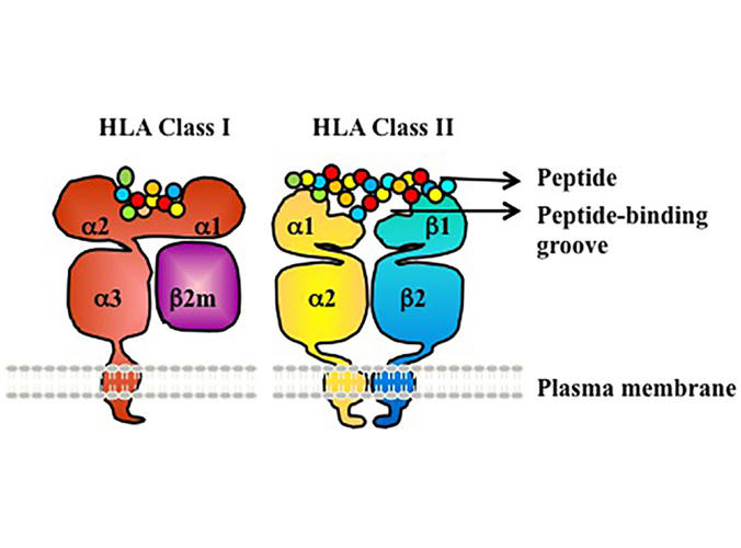 Hla Gene May Predict If Cancer Immunotherapy Will Work Nci
