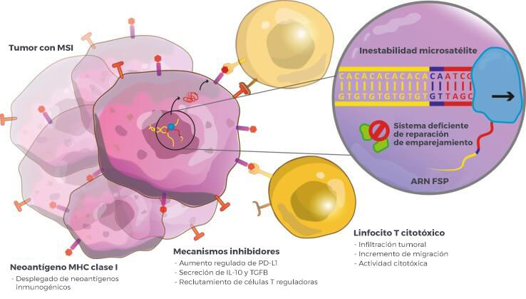 Combinación de inmunoterapia aprobada para cáncer colorrectal