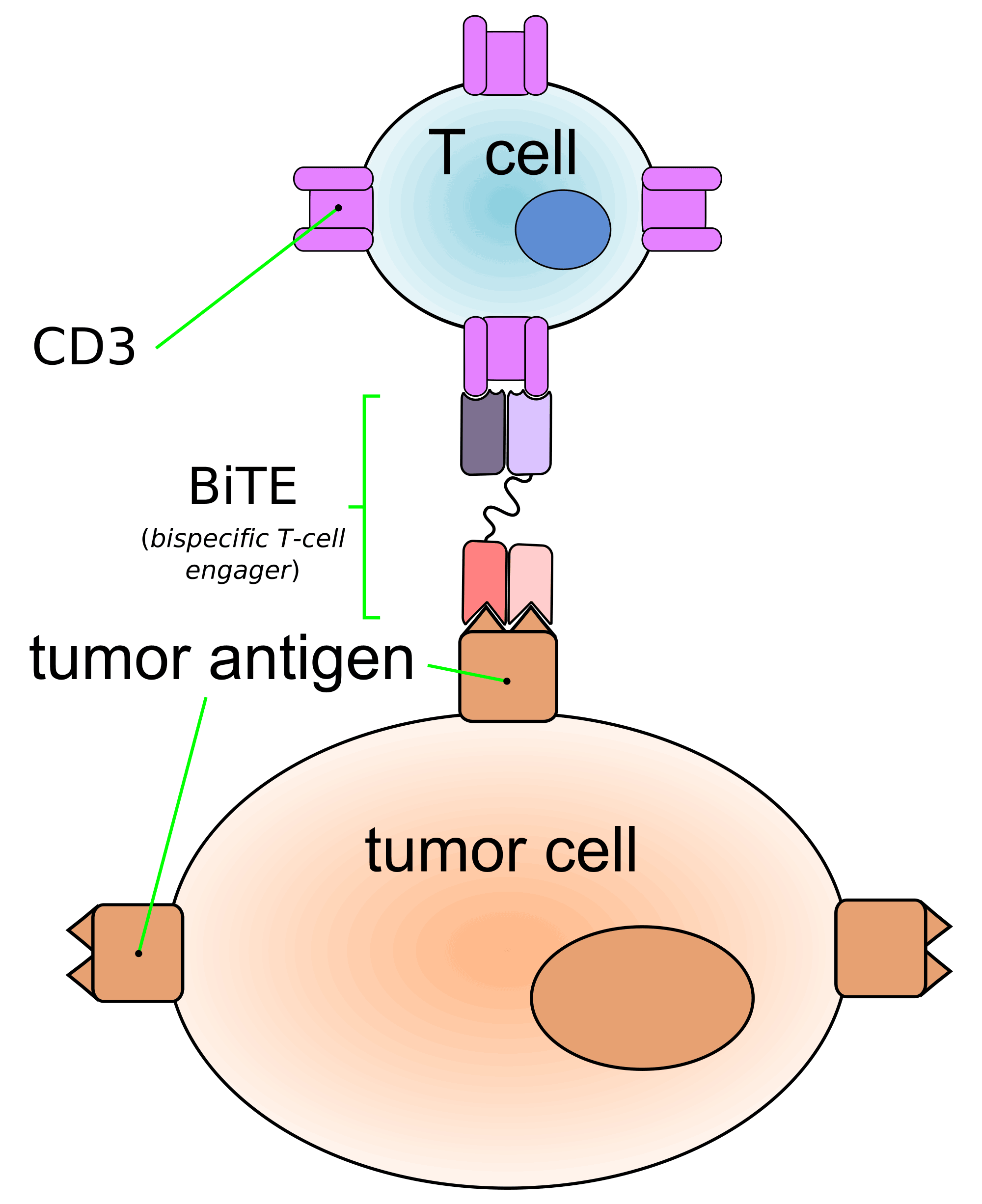 Blinatumomab Improves Survival in Advanced ALL - NCI
