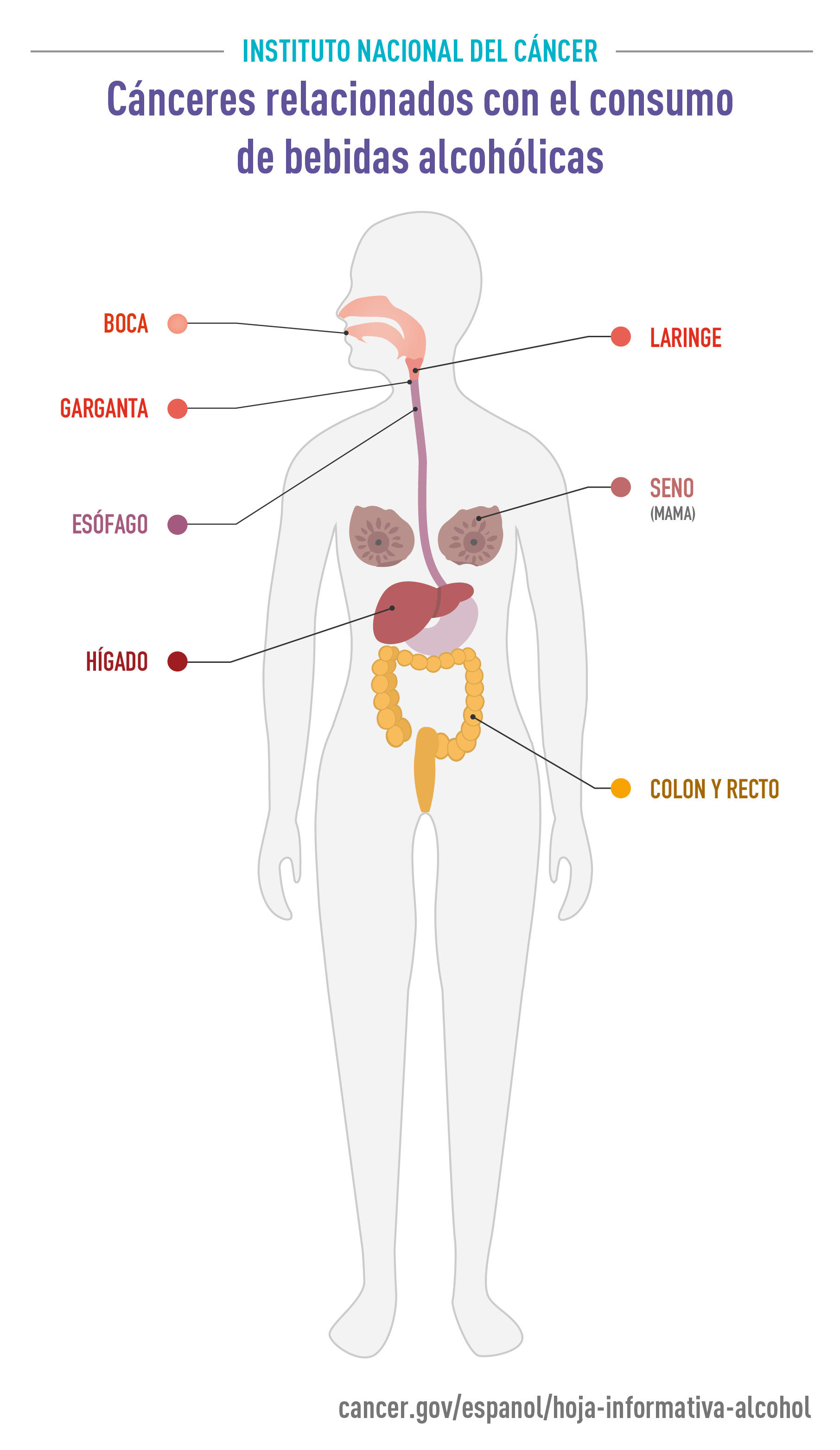 El alcohol y el riesgo de cáncer