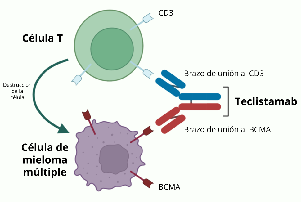 Tecvayli produce resultados prometedores para el mieloma múltiple