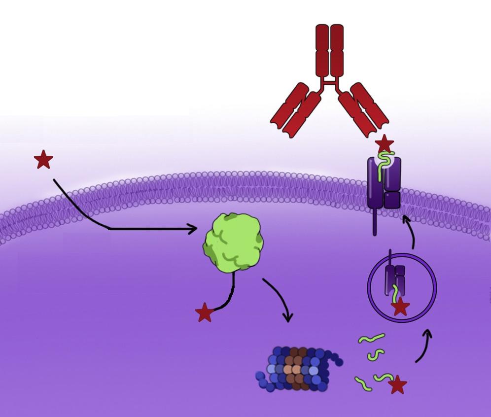 KRAS-Targeted Therapy Doubles as Component of Immunotherapy - NCI
