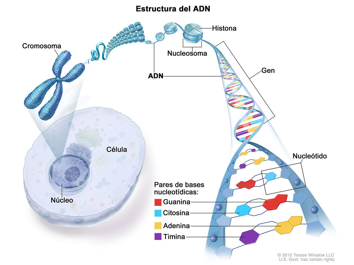 Definición del cáncer – ¿Que es el cáncer? - Cirujano Oncologo Dr ...