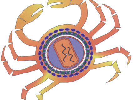 Office of HIV and AIDS Malignancy - NCI