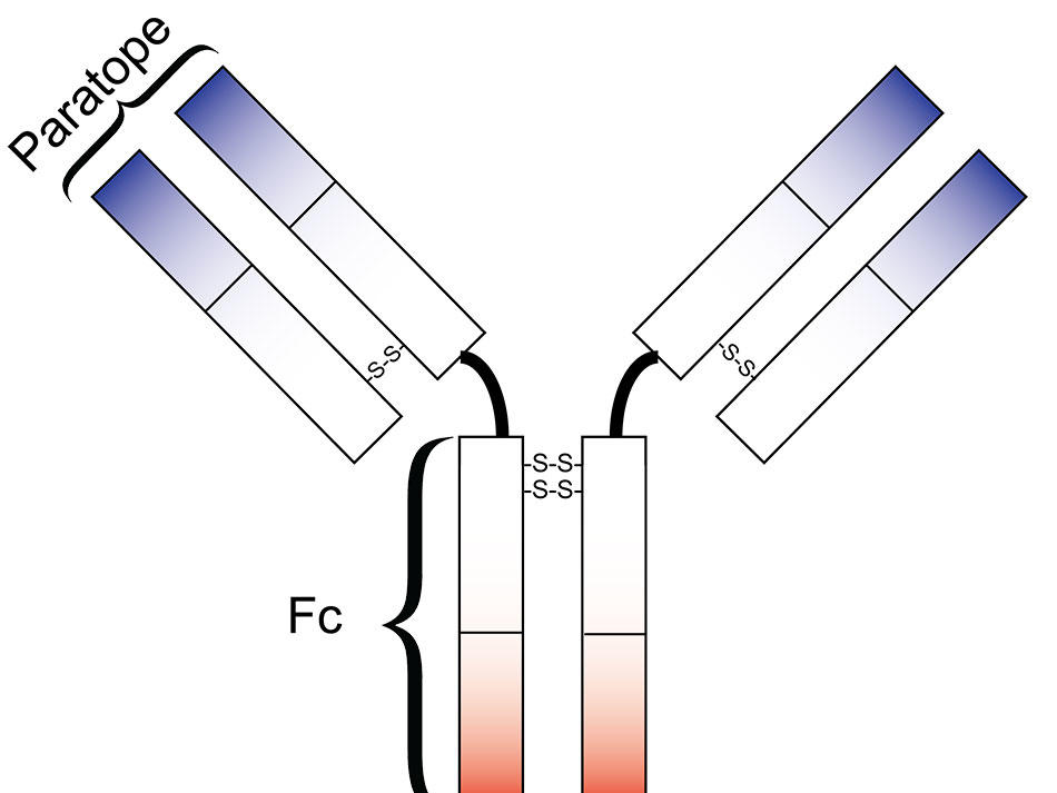 Y-Trap Cancer Immunotherapy Drug Targets Two Proteins - NCI