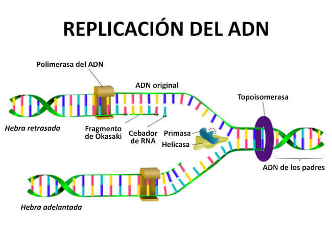 La FDA aprueba el nivolumab para cáncer colorrectal