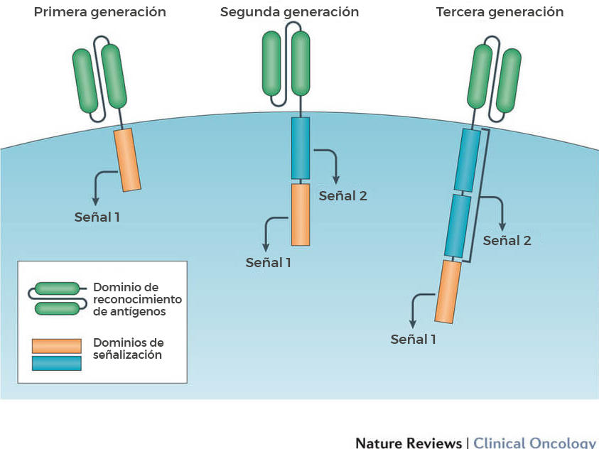 Células T con CAR: manipulación de células inmunitarias para tratar el cáncer
