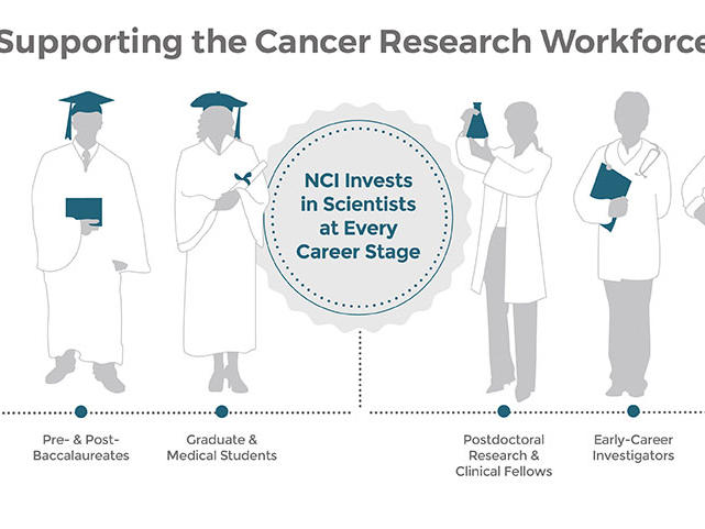 Supporting the Cancer Research Workforce Infographic - NCI