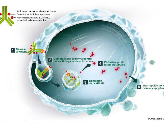 Se aprueba el enfortumab vedotina para el cáncer de vejiga recidivante