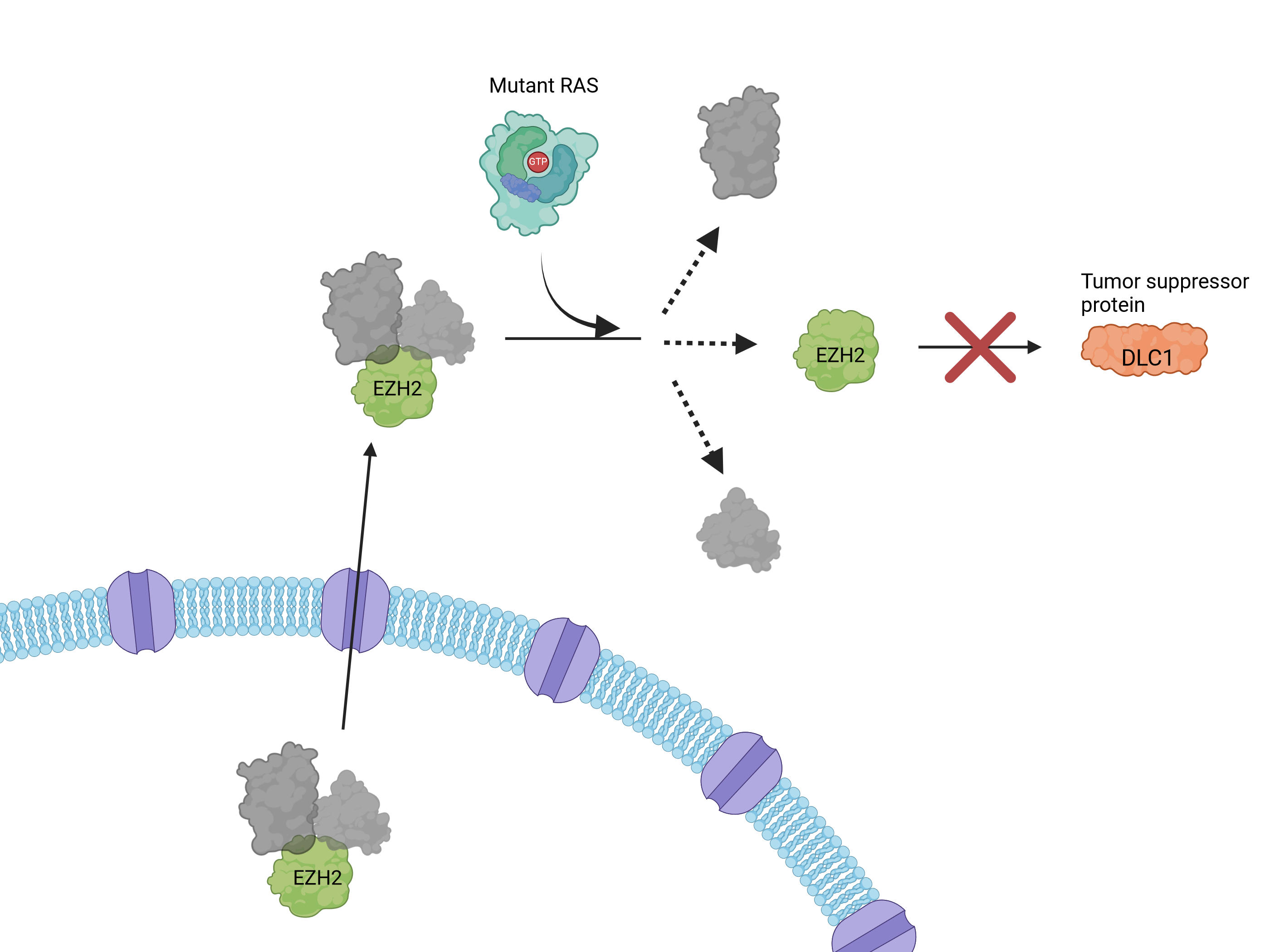 New discovery on how mutant RAS drives tumors - NCI