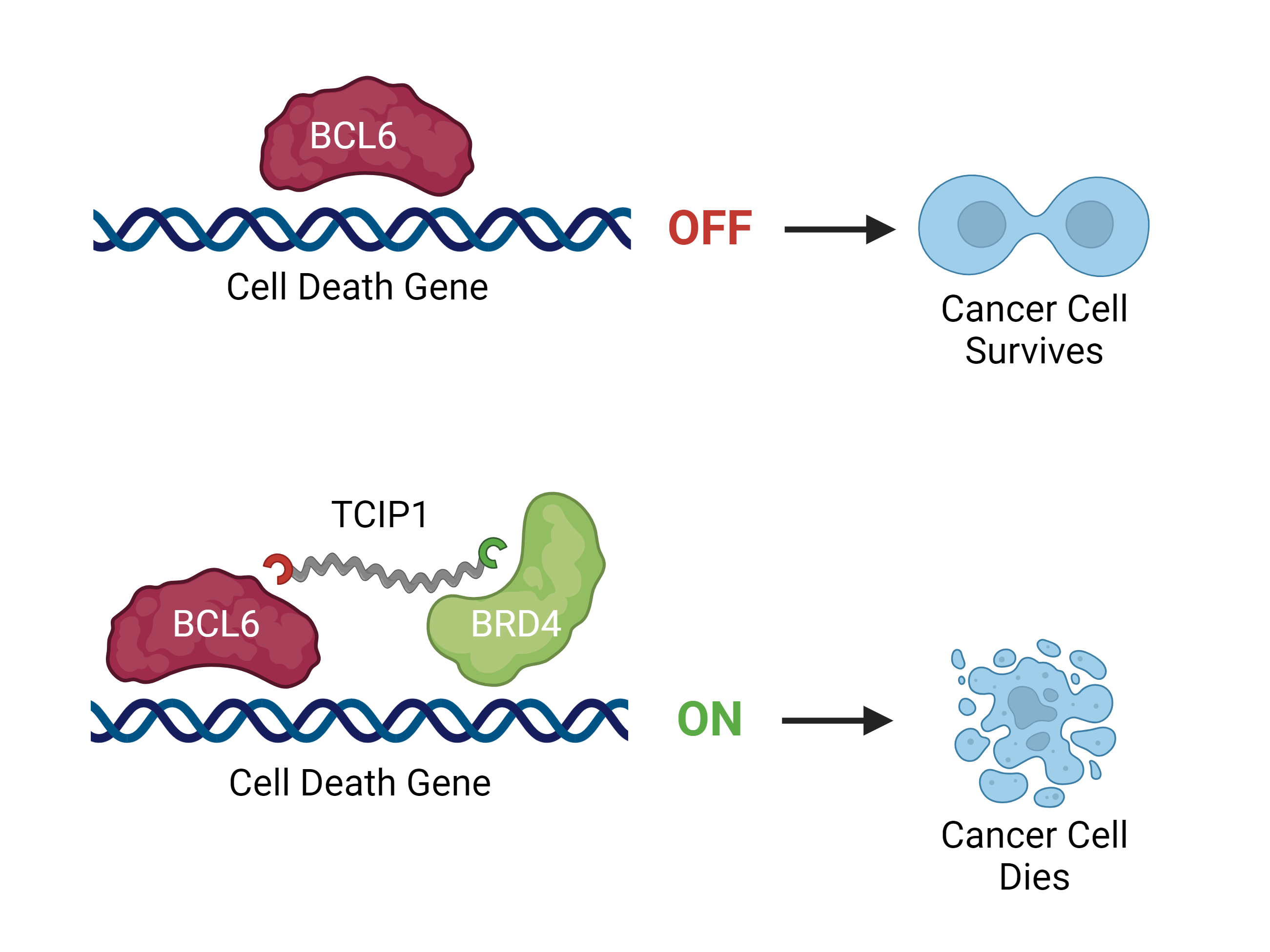 Drug Turns on Self-Destruct Genes in Cancer Cells - NCI
