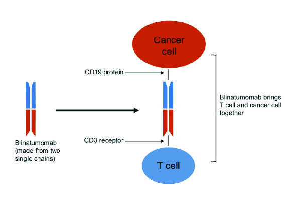 Blinatumomab Effective for Children with Relapsed Leukemia - NCI